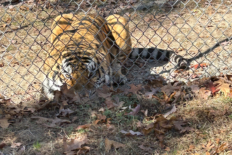One Man’s Perspective; Tiger World Zoo – LKN Magazine